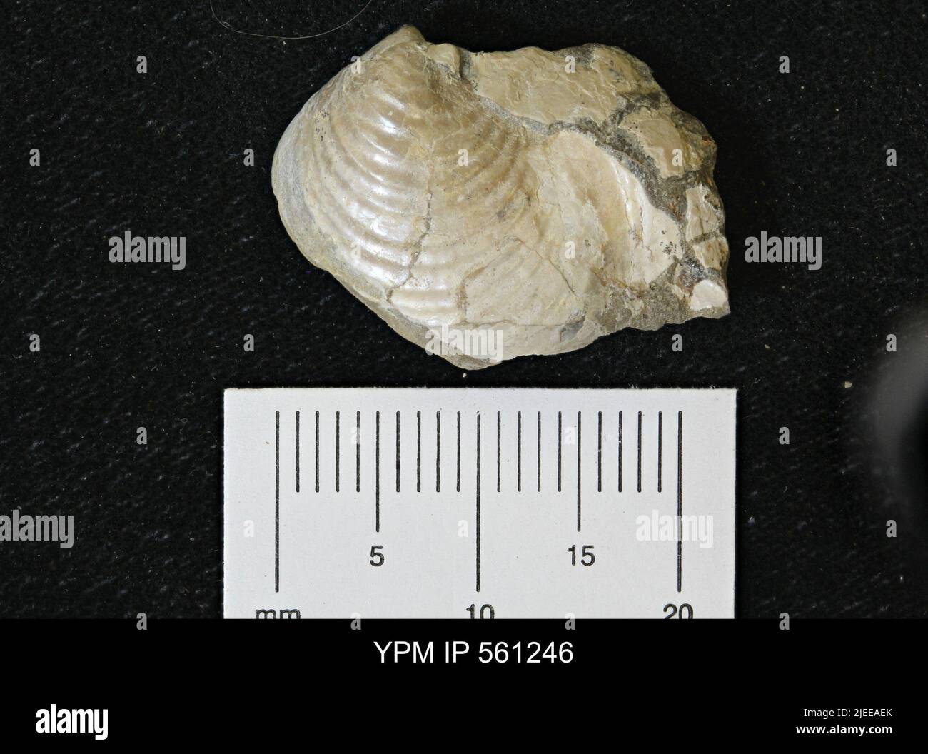 Inoceramus sp animalia hi-res stock photography and images - Alamy