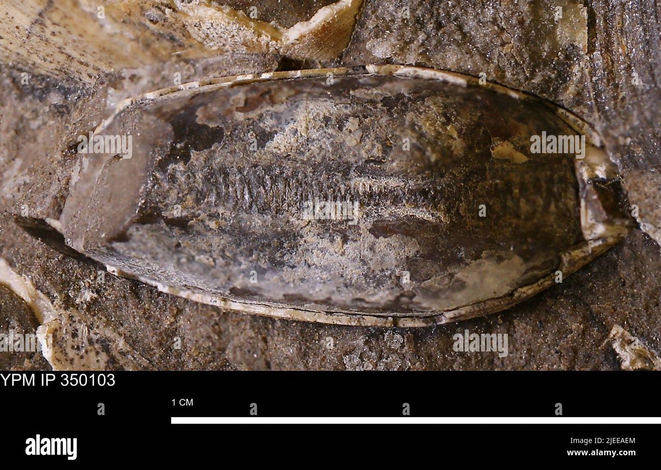 Nuculanidae animalia hi-res stock photography and images - Alamy