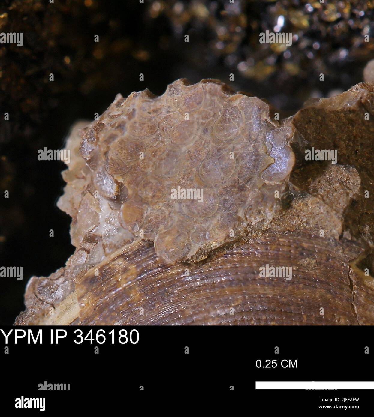 Ammonoidea squids hi-res stock photography and images - Alamy