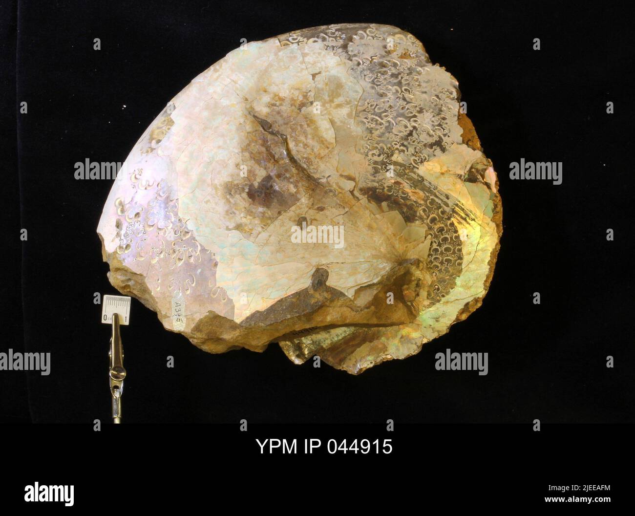 Sphenodiscus lenticularis (Owen Stock Photo - Alamy