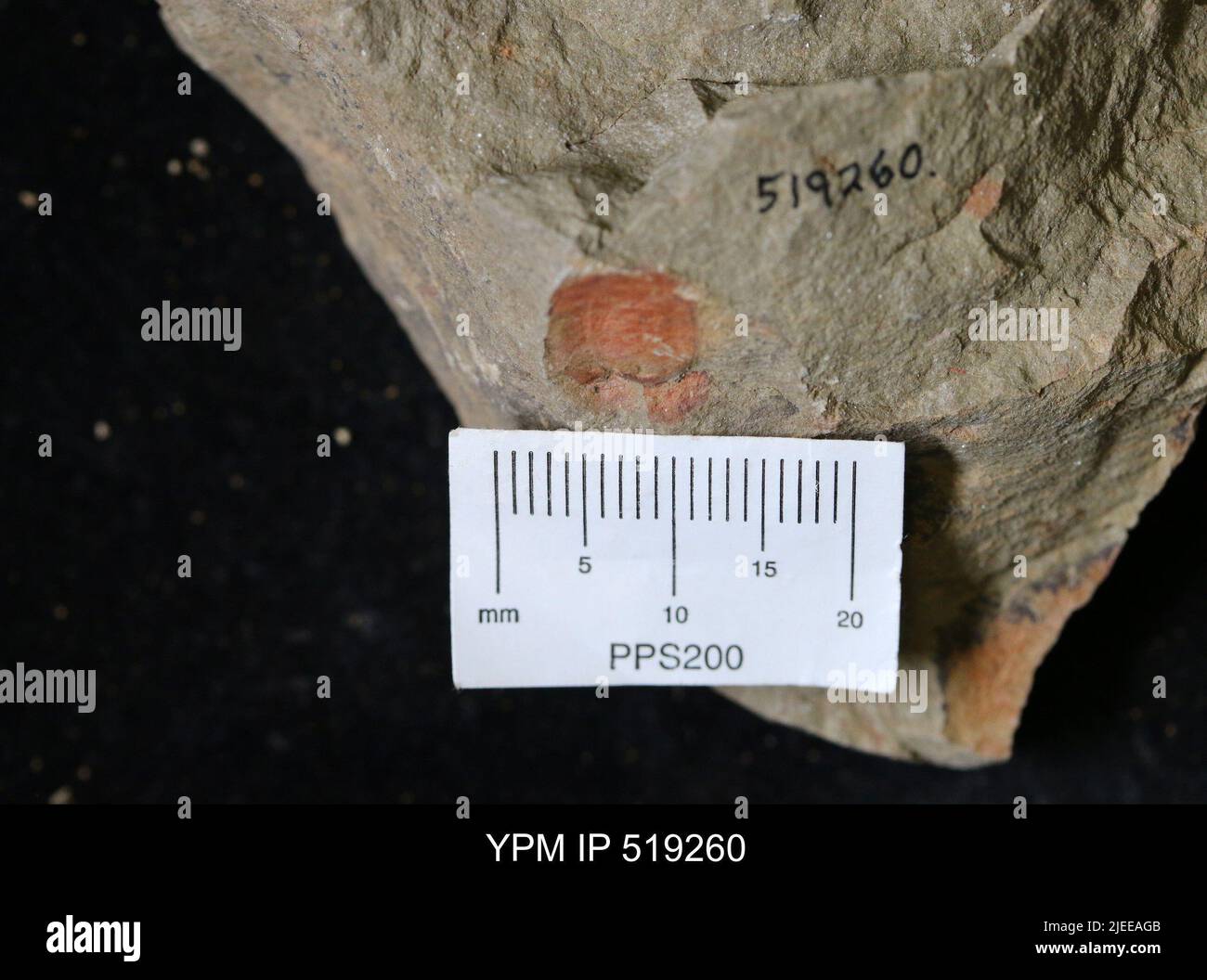 Lingulida hi-res stock photography and images - Alamy