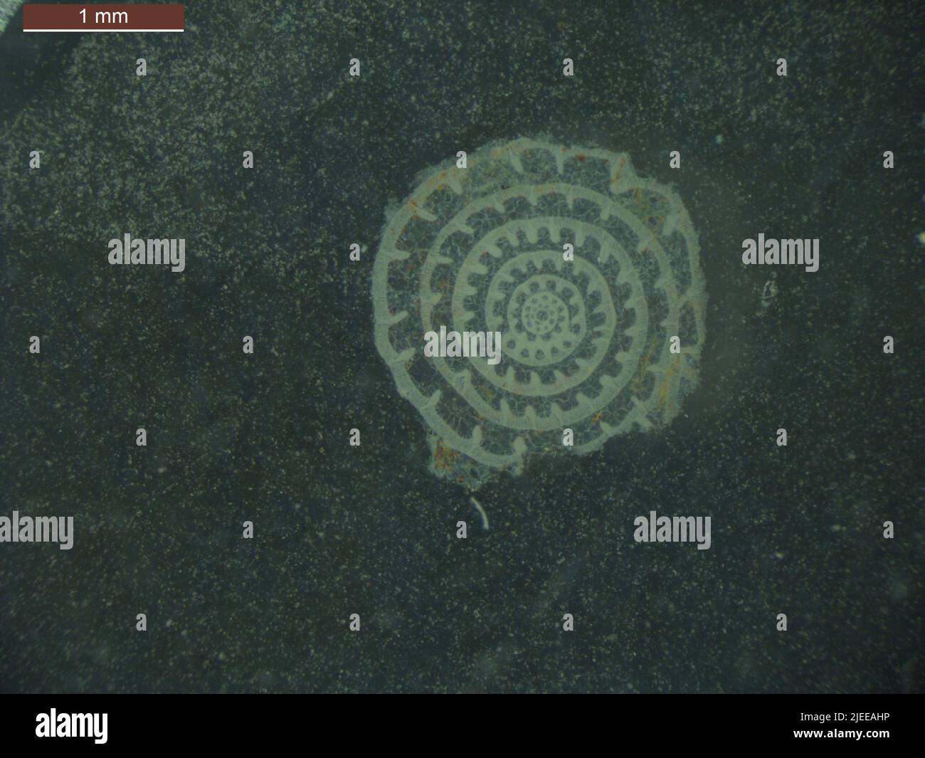 Triticites primarius burma hi-res stock photography and images - Alamy