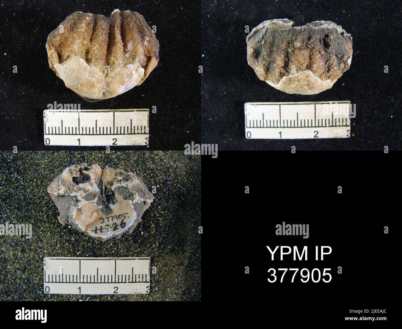 1908 animalia hi-res stock photography and images - Alamy