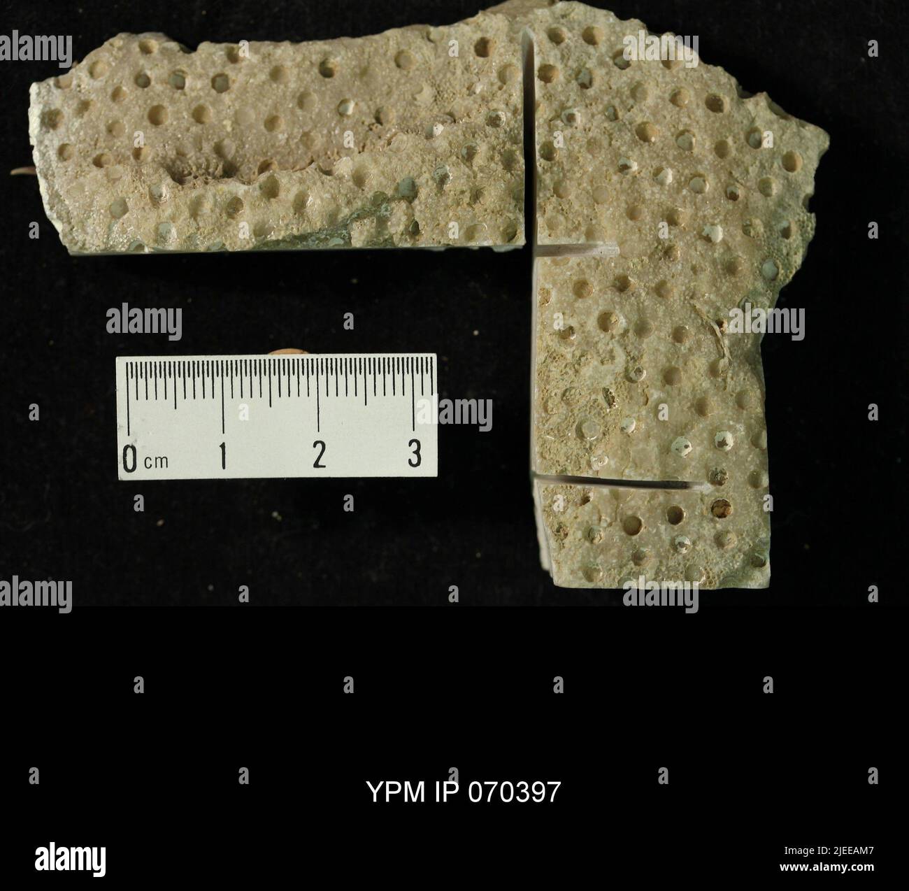 Heliolites spongiosus foerste hi-res stock photography and images - Alamy