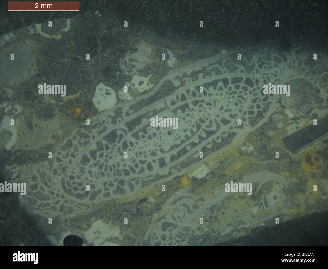 Schwagerina emaciata (Beede Stock Photo - Alamy