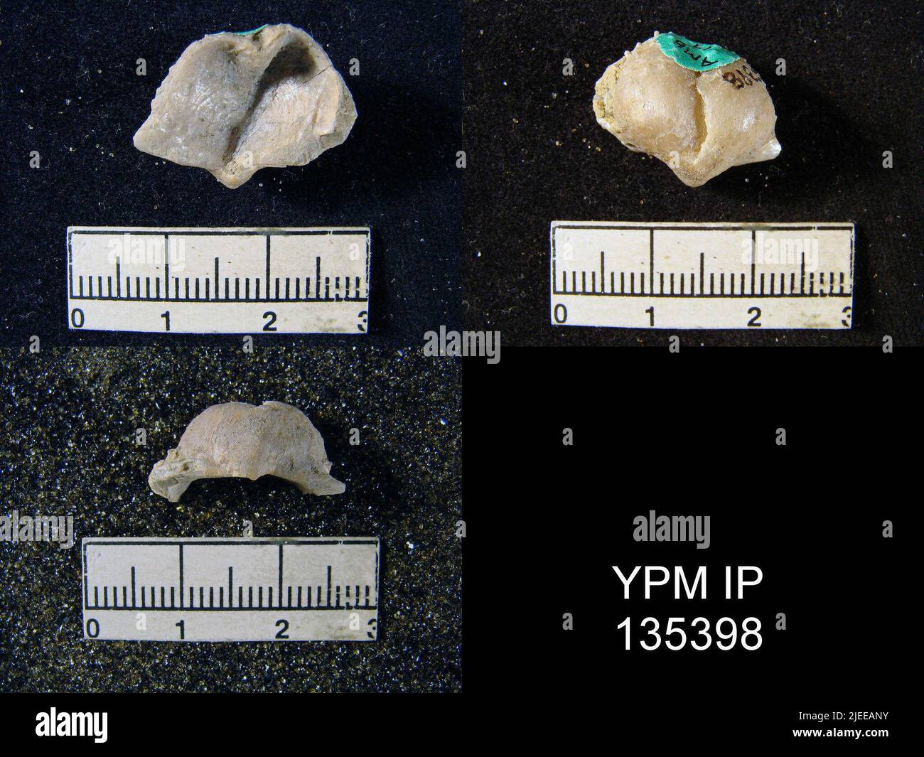 Marginifera transversa animalia hi-res stock photography and images - Alamy