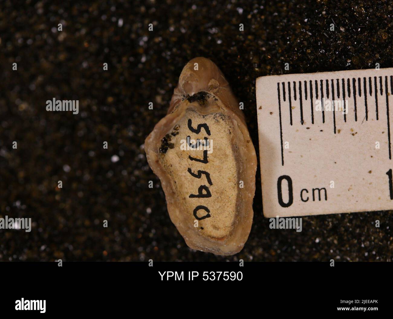 Gryphaea mucronata Gabb Stock Photo - Alamy