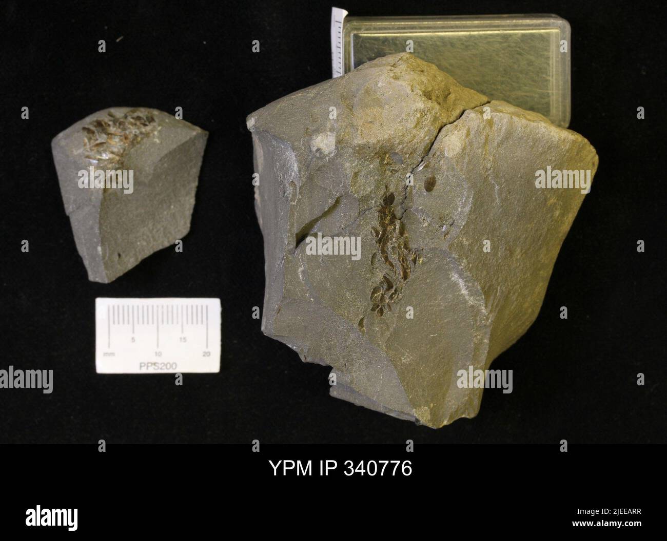 Lingula brachiopod hi-res stock photography and images - Alamy