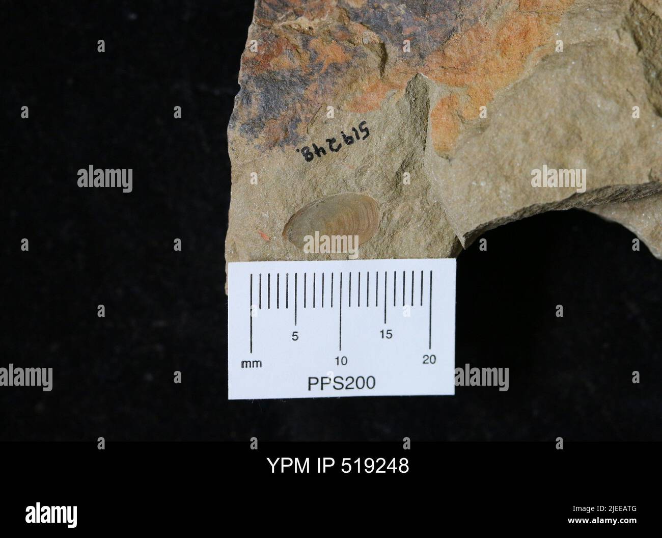 Lingulida hi-res stock photography and images - Alamy