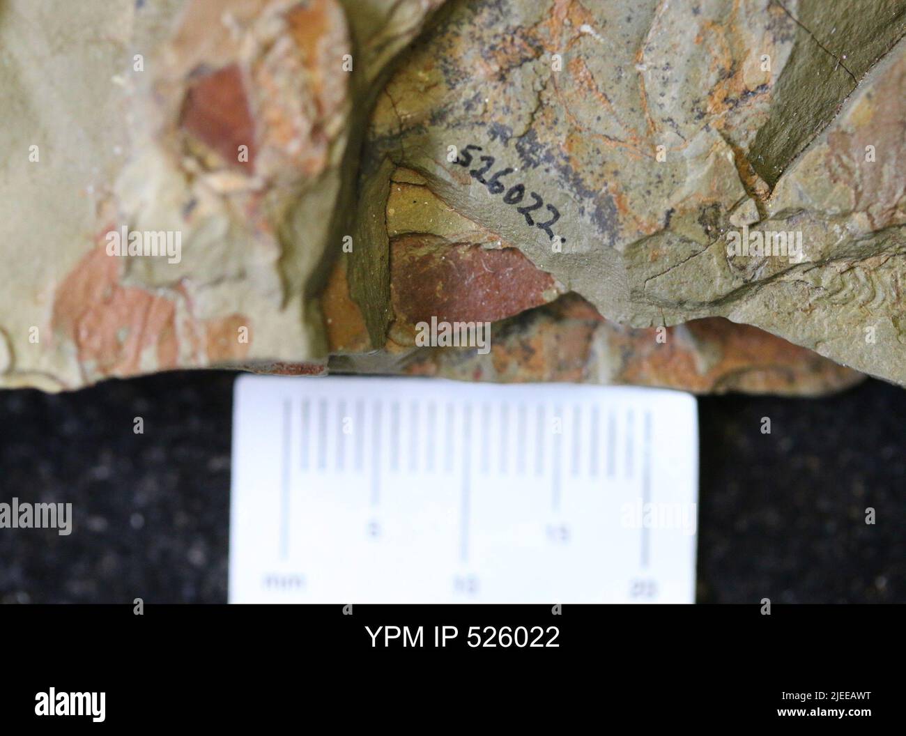 Genus cornuta hi-res stock photography and images - Alamy