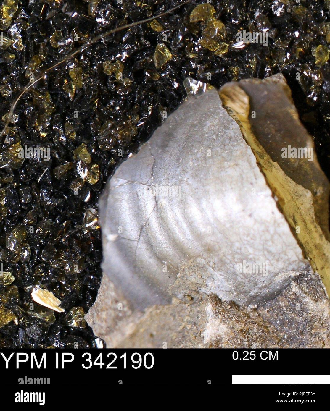 Evolutionary characteristics hi-res stock photography and images - Alamy