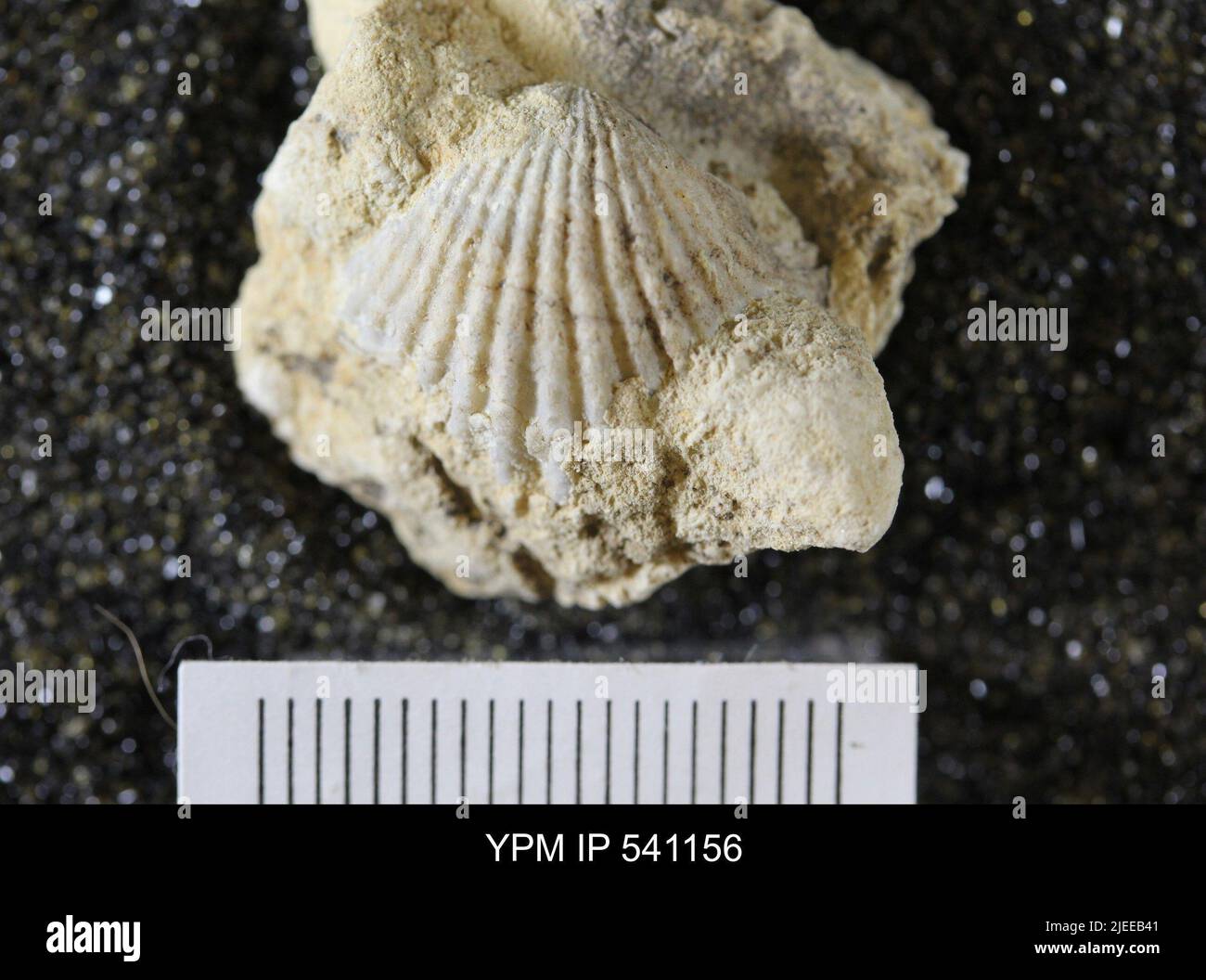 Capax hi-res stock photography and images - Alamy