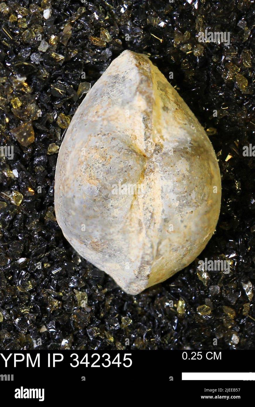 Cucullaea sp animalia hi-res stock photography and images - Alamy