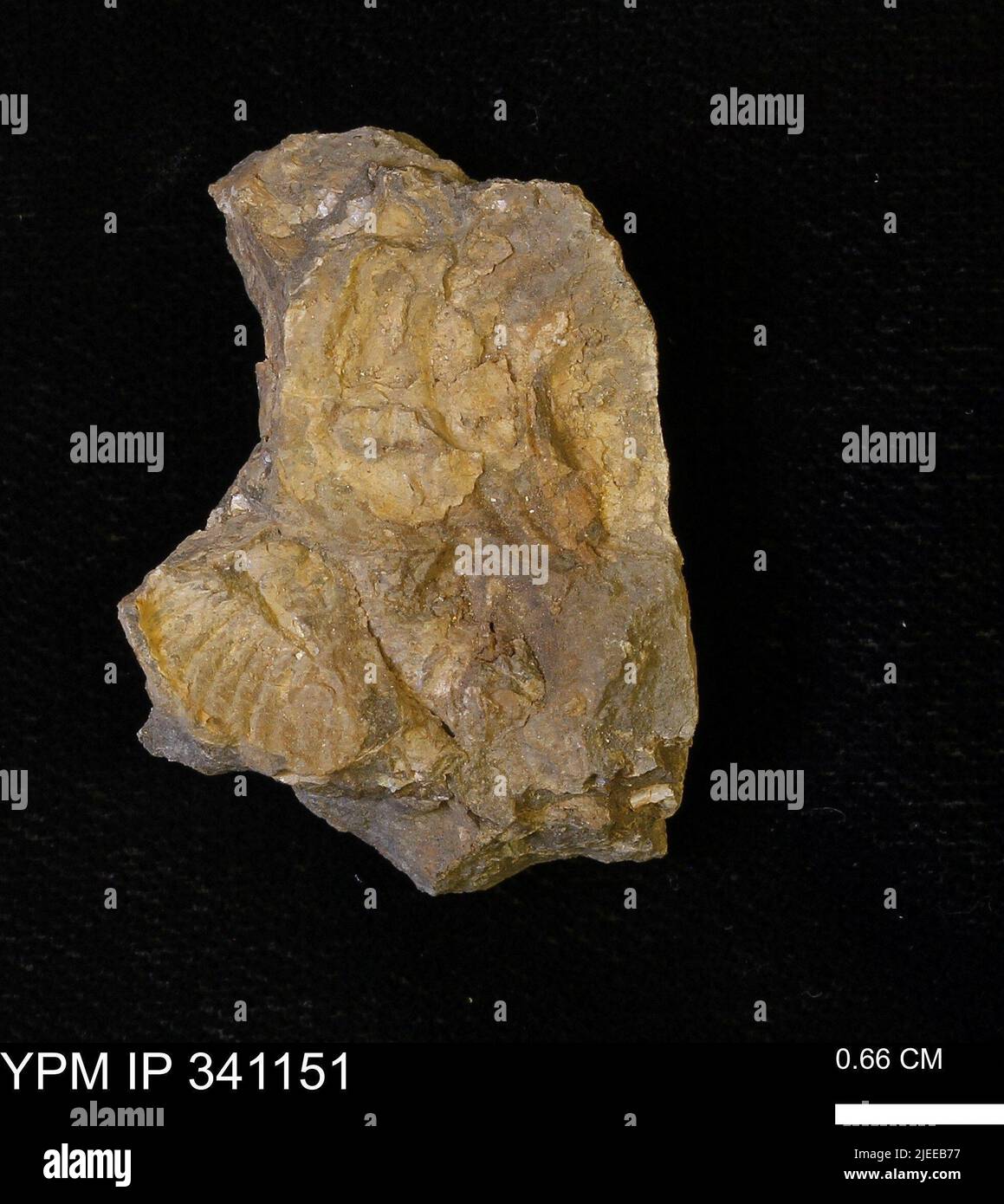 Inoceramus sp animalia hi-res stock photography and images - Alamy