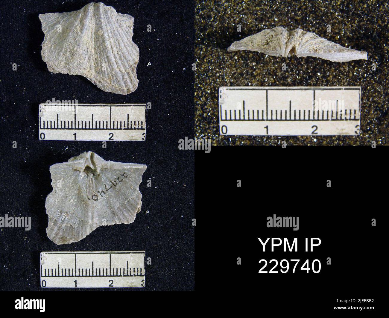 Neospirifer dunbari animalia hi-res stock photography and images - Alamy