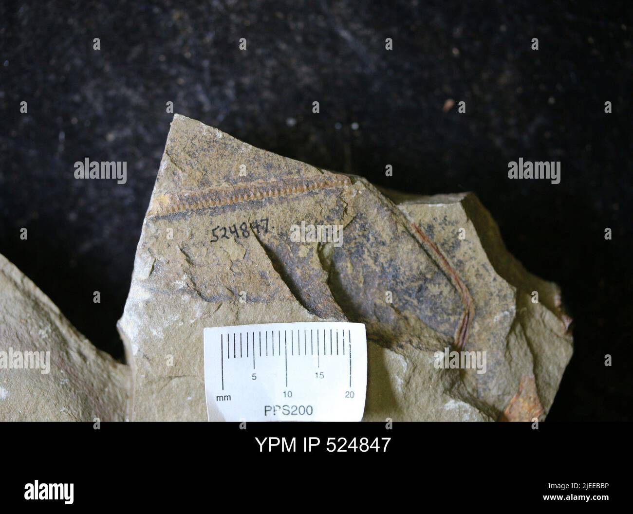 Graptoloidea hi-res stock photography and images - Alamy