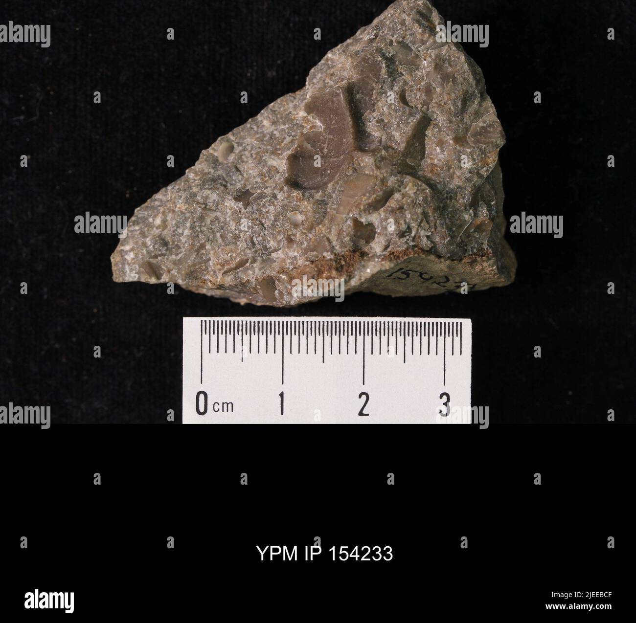 Tricrepicephalus coria animalia hi-res stock photography and images - Alamy