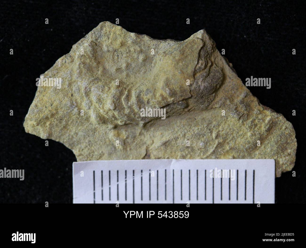 Ichnofossils hi-res stock photography and images - Alamy