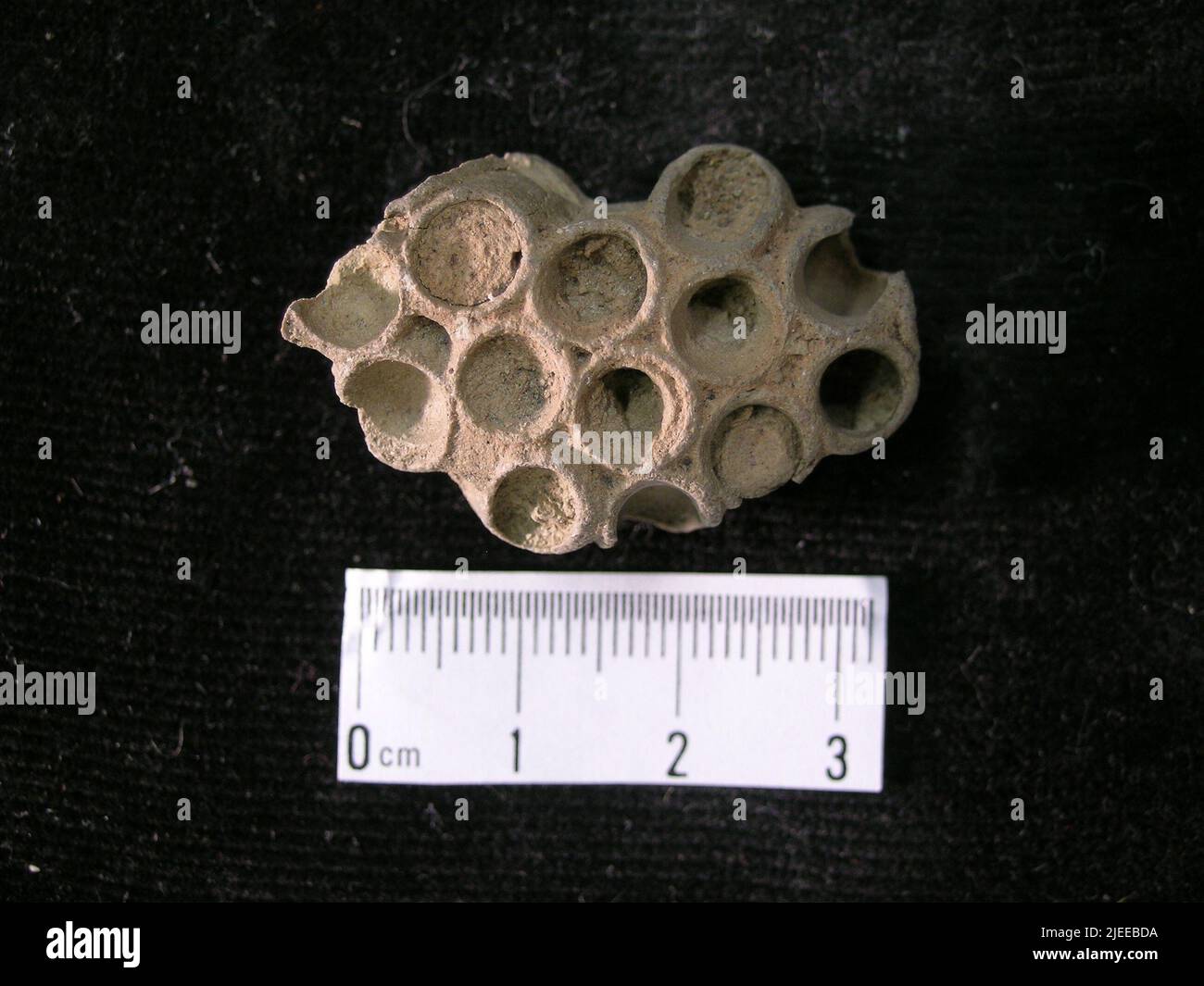 Hymenoptera. IPC.01729: Wyoming. Uintah County. Bridger. [Spm 262 ...