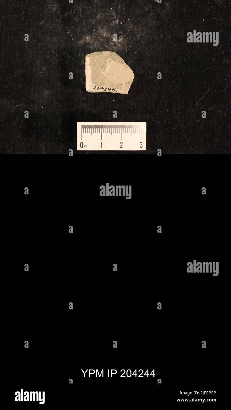 Lisca minuta Sellards. IPC.01784: Kansas. Dickinson County. near top of ...