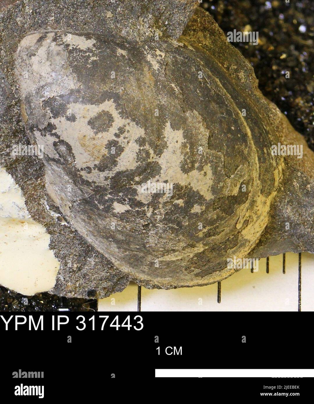 Crenella hi-res stock photography and images - Alamy