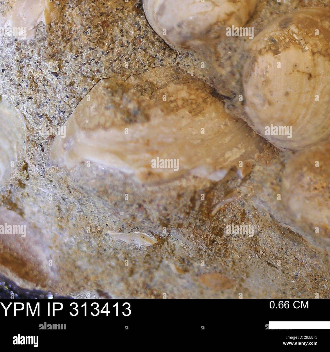 Corbicula sp hi-res stock photography and images - Alamy