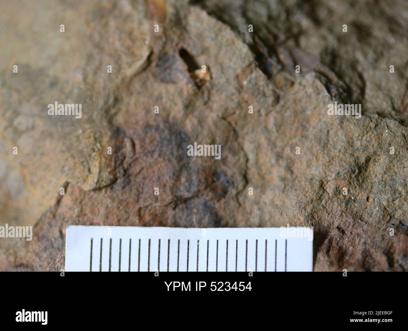 Evolutionary taxonomy hi-res stock photography and images - Alamy