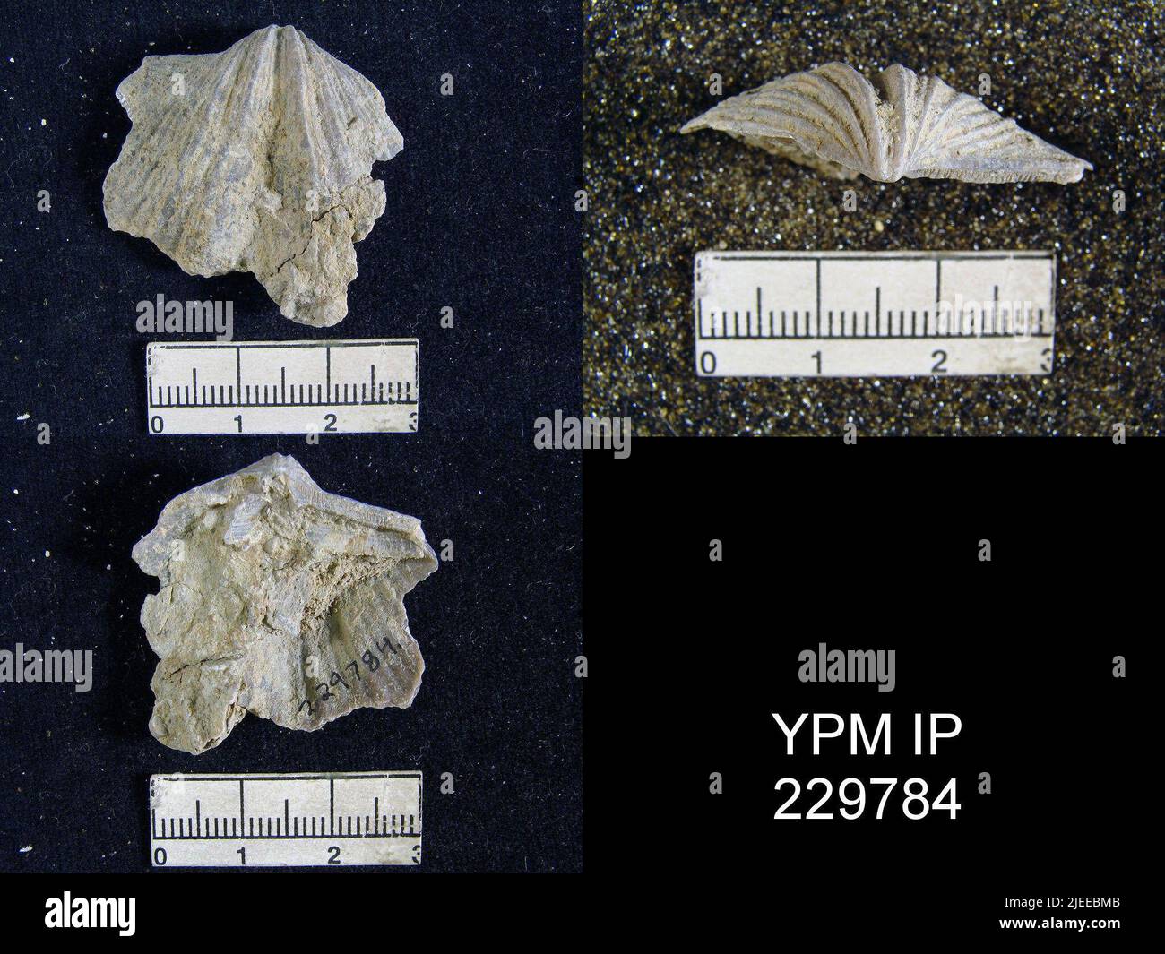 Neospirifer dunbari animalia hi-res stock photography and images - Alamy