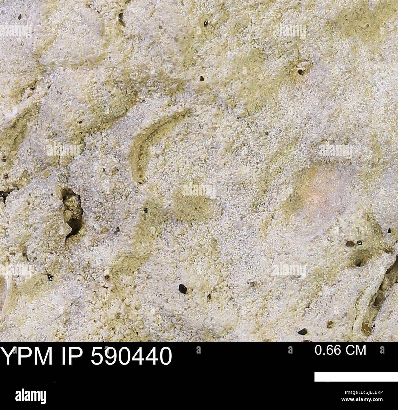 Ammonoidea order hi-res stock photography and images - Alamy