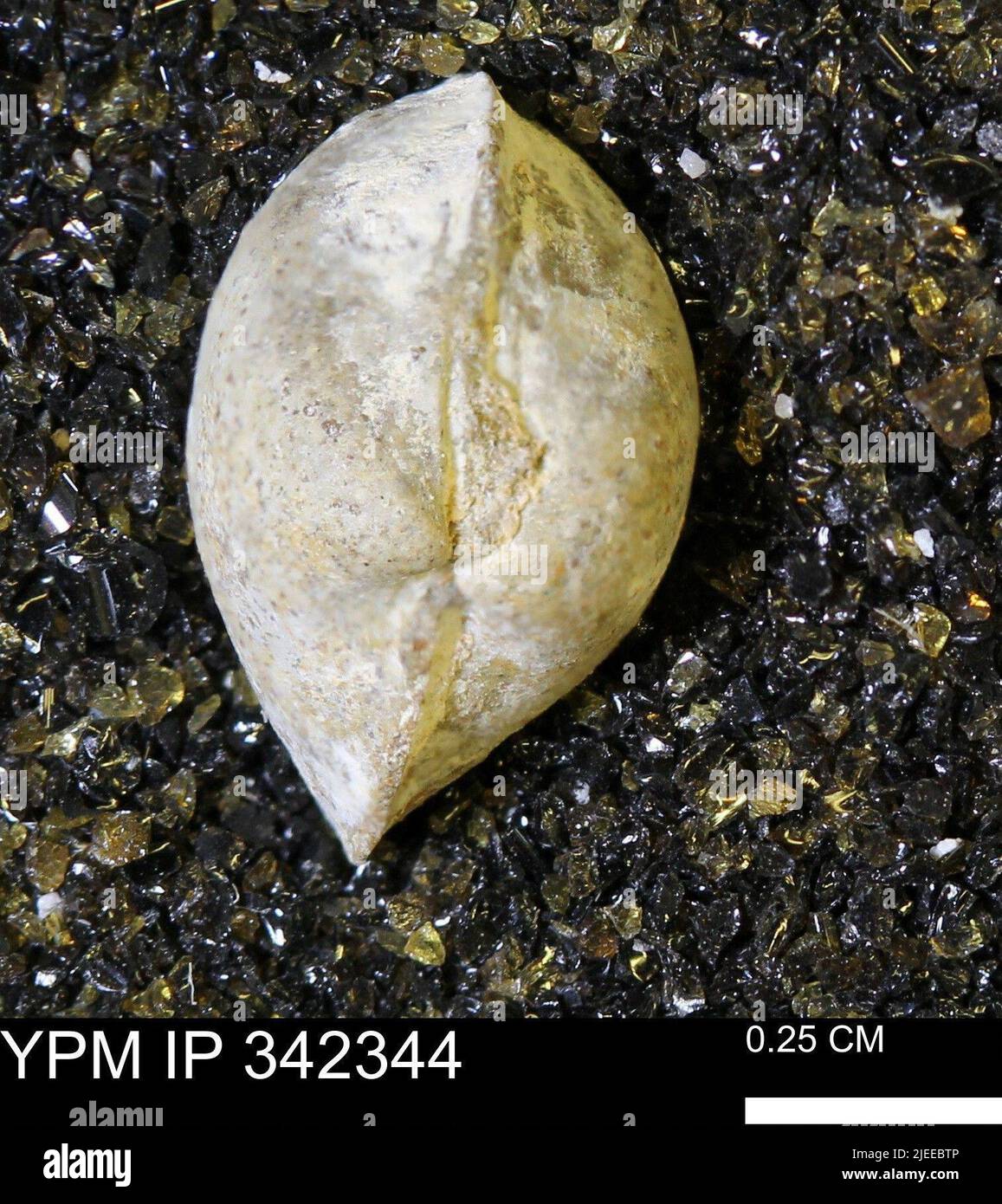 Cucullaea sp animalia hi-res stock photography and images - Alamy