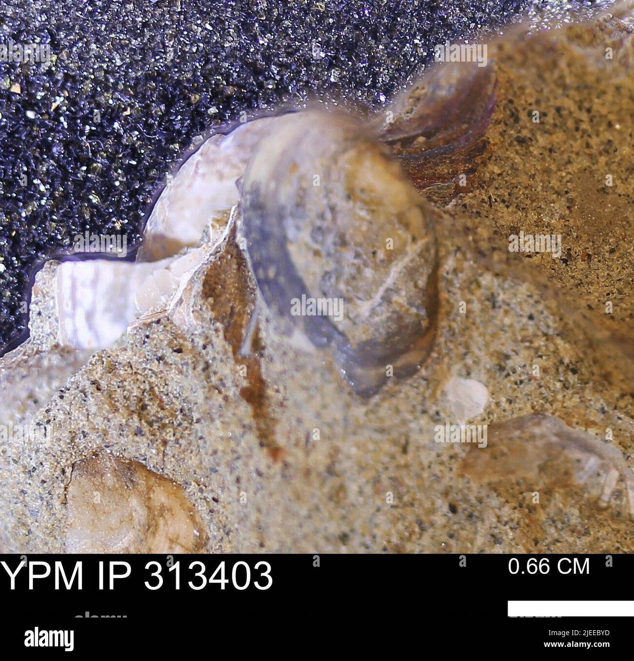 Corbicula sp hi-res stock photography and images - Alamy