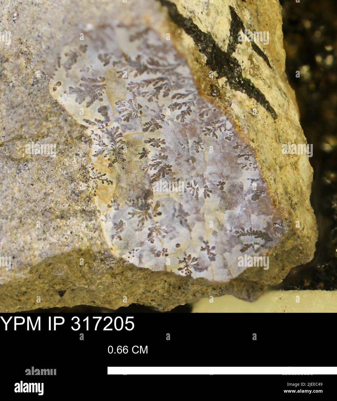 Phylum mollusca classification hi-res stock photography and images - Alamy