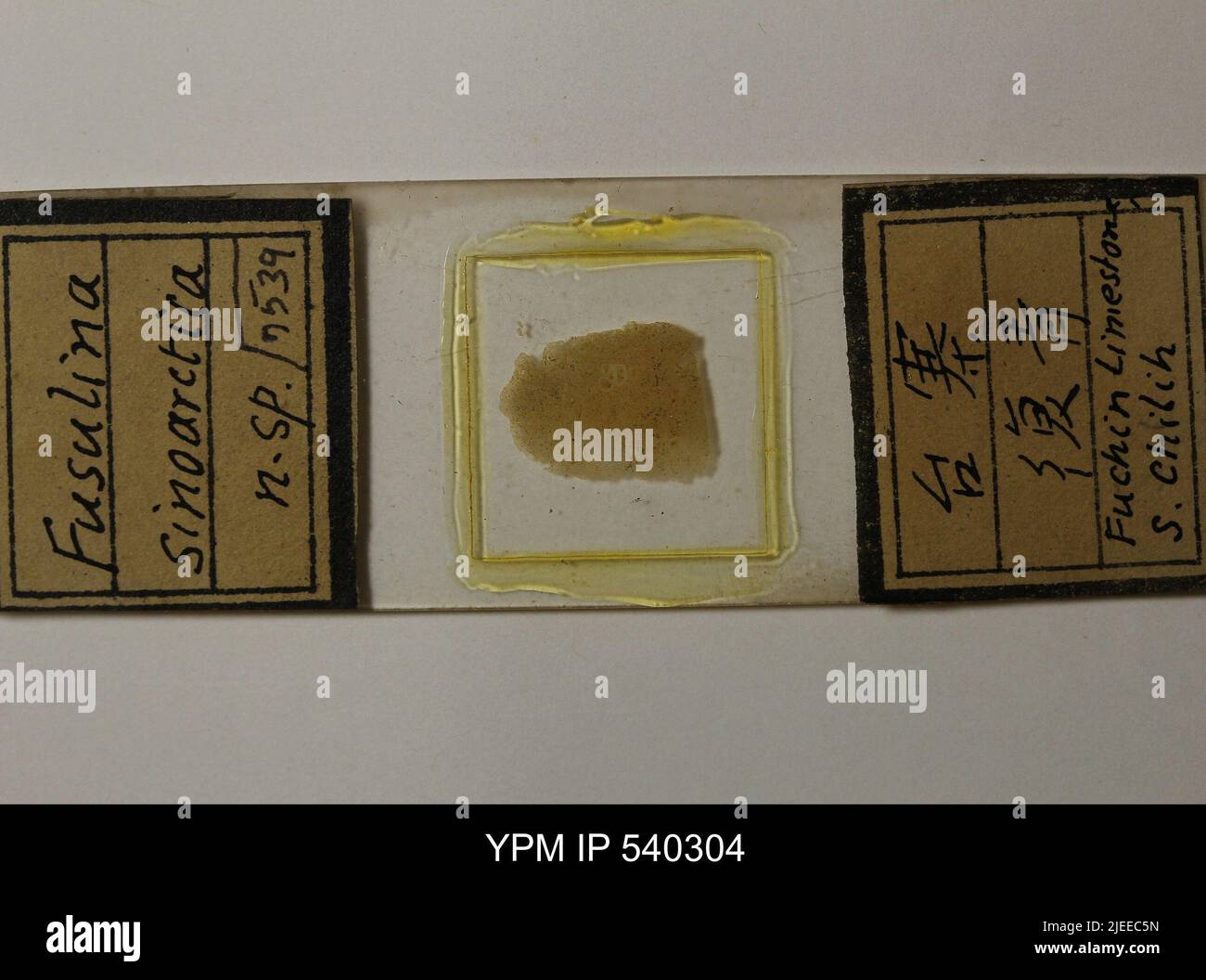 Foraminiferida f hi-res stock photography and images - Alamy