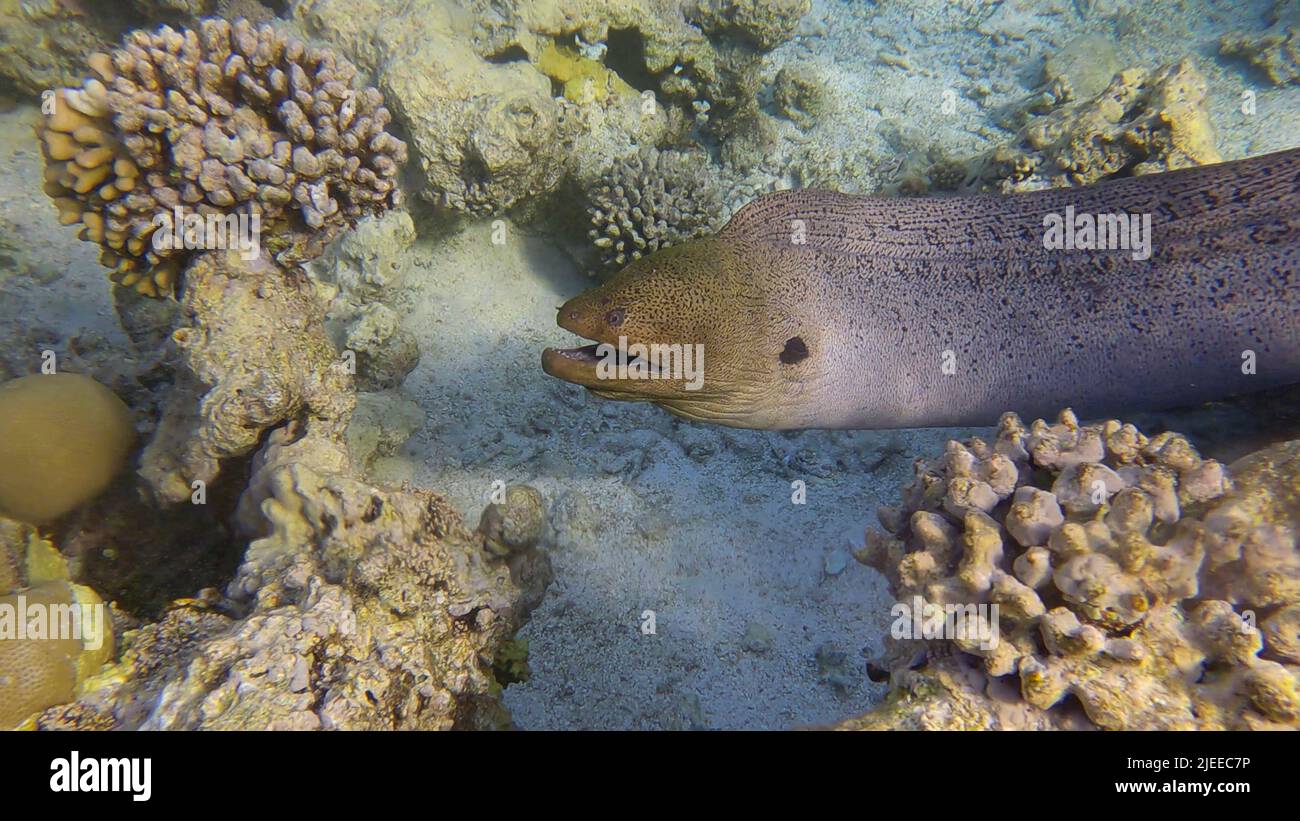 Red Sea, Egypt. 26th June, 2022. Close up of Moray eel swims over top ...