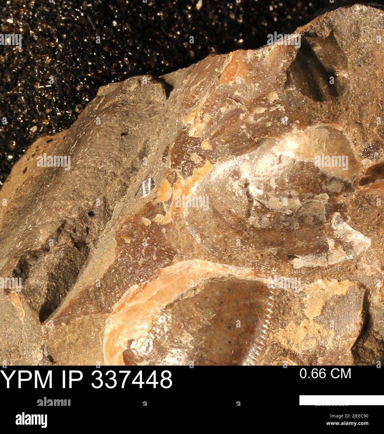 Nucula sp animalia hi-res stock photography and images - Alamy