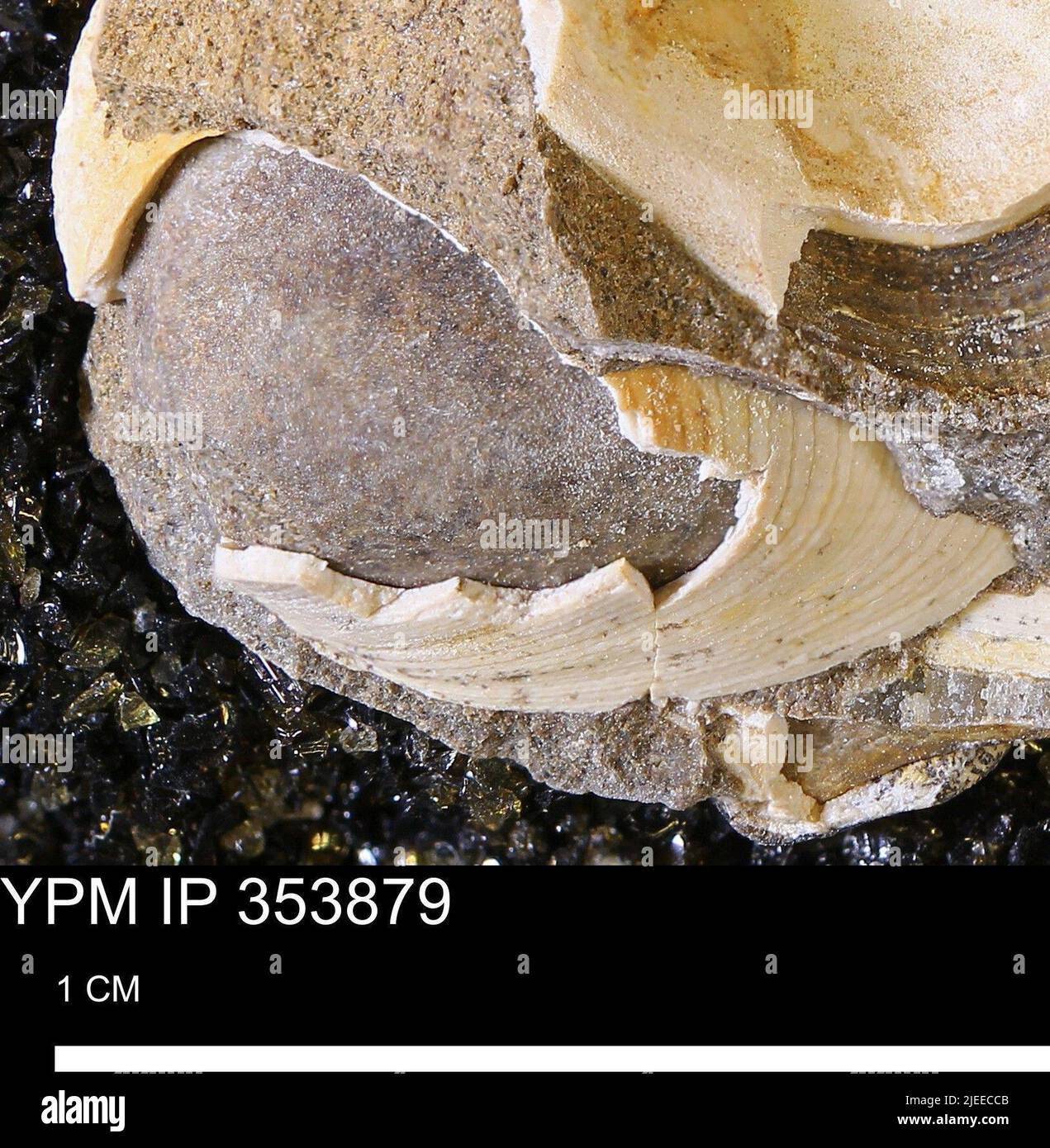Shell fossil hi-res stock photography and images - Alamy