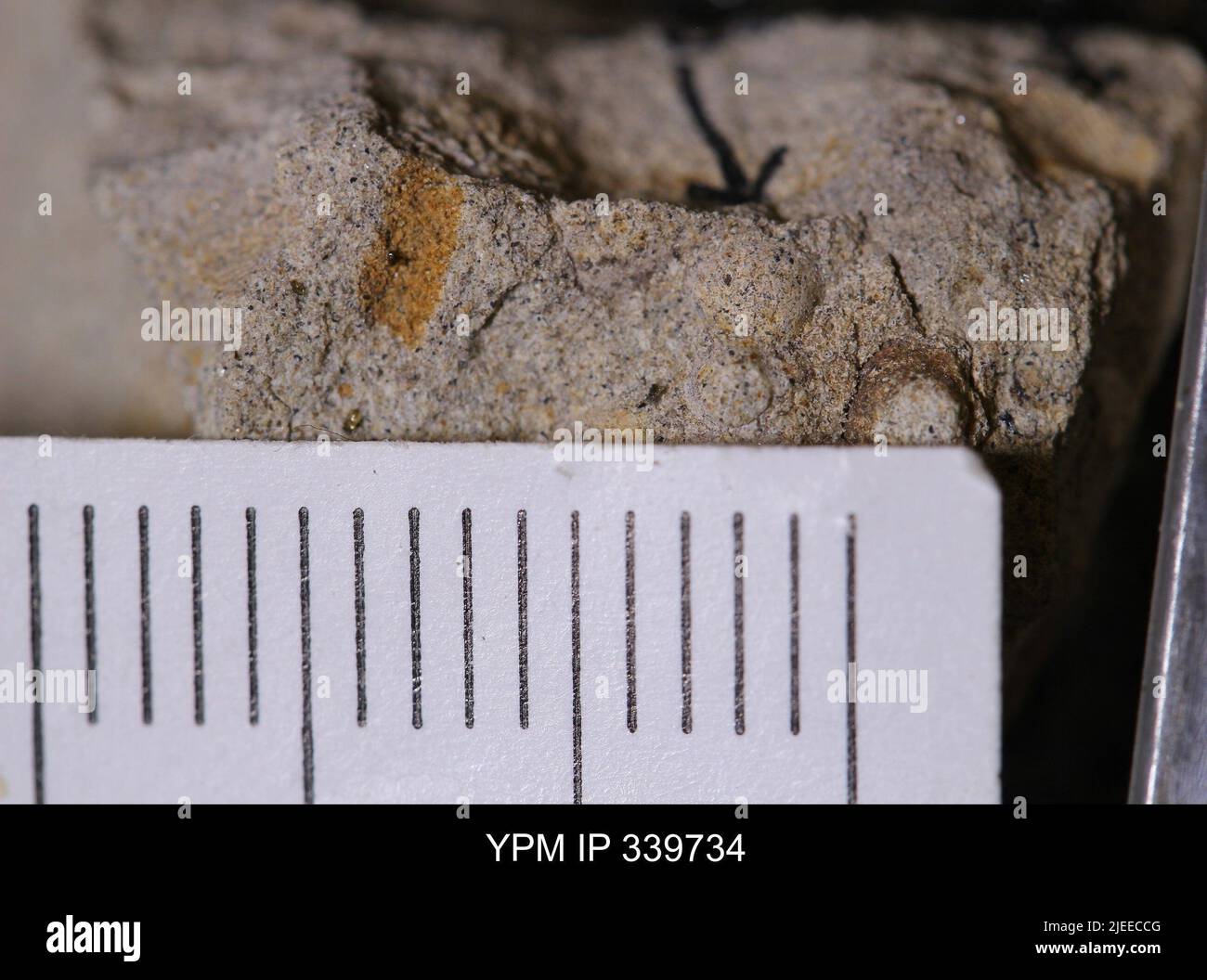 Cardium whitei dall animalia hi-res stock photography and images - Alamy