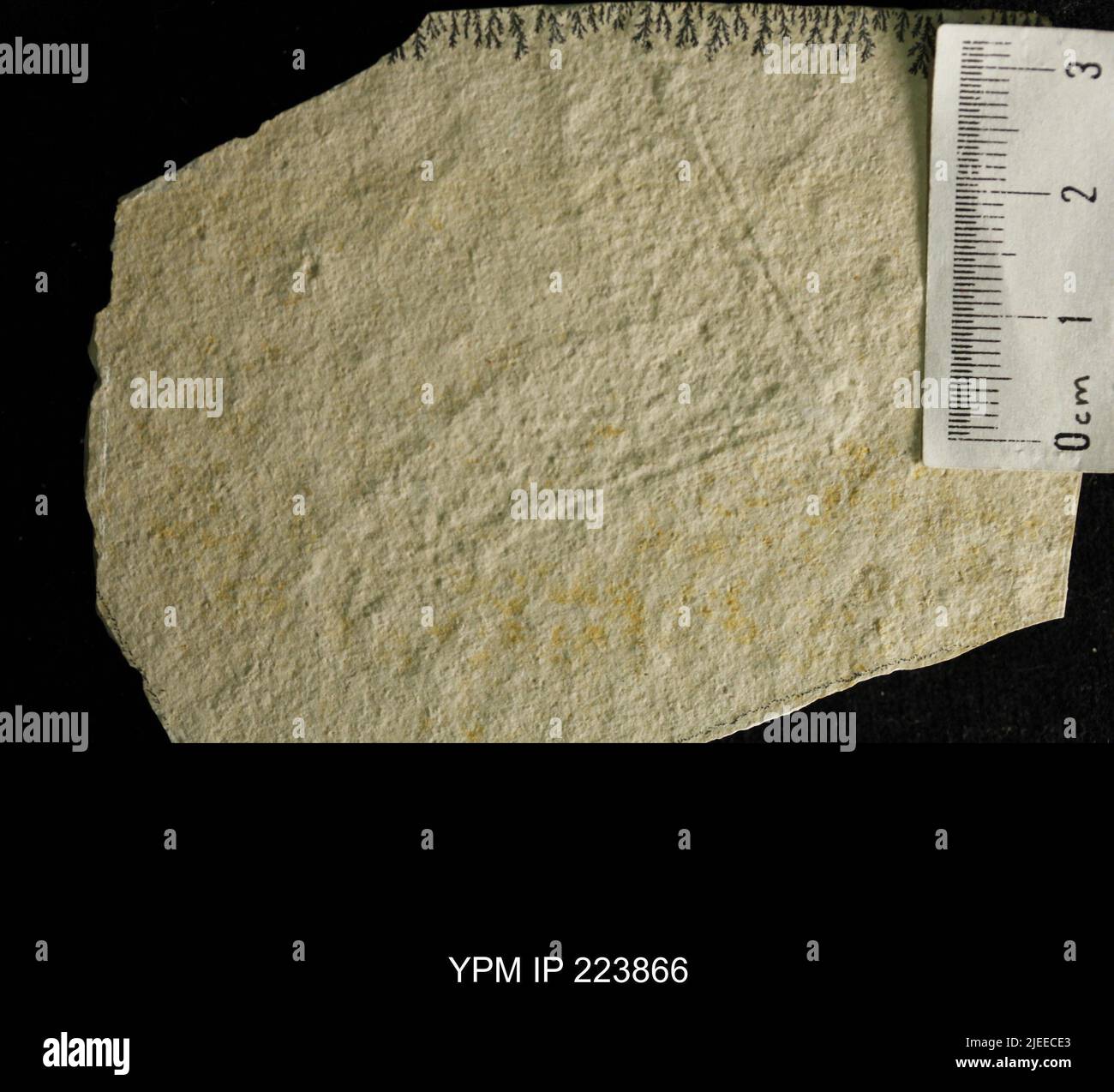 Odonata animalia hi-res stock photography and images - Alamy