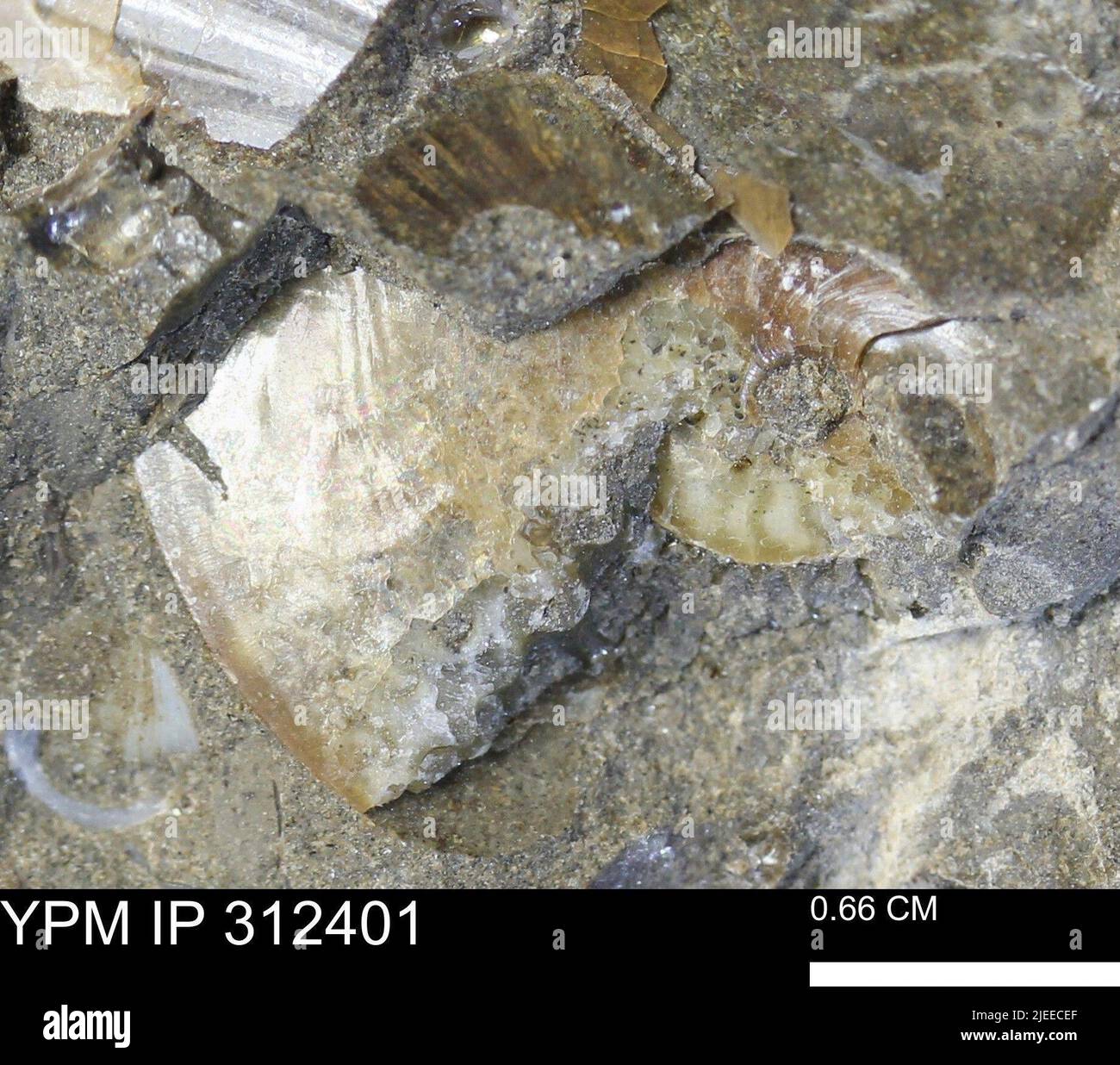 Sphenodiscus lenticularis (Owen Stock Photo - Alamy