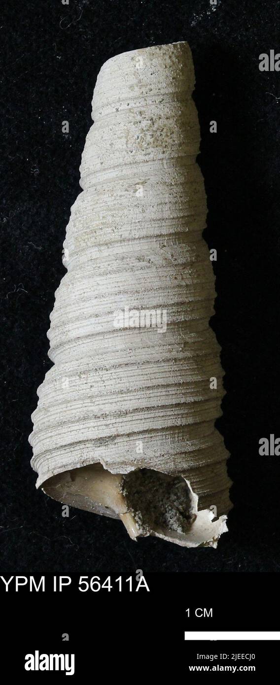 Turritella sp animalia hi-res stock photography and images - Alamy