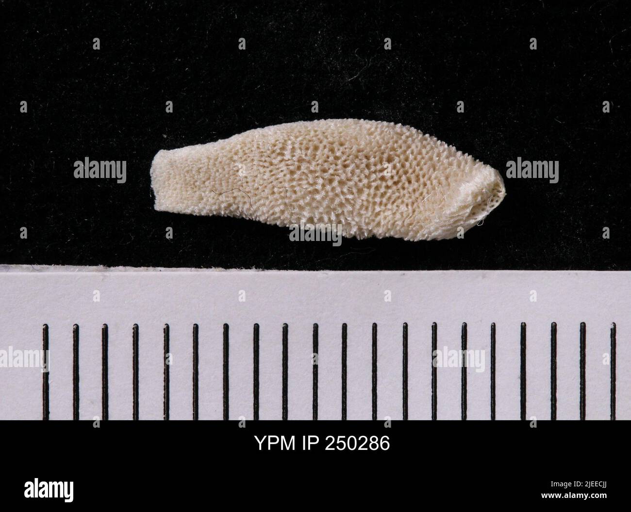 Scypha hi-res stock photography and images - Alamy