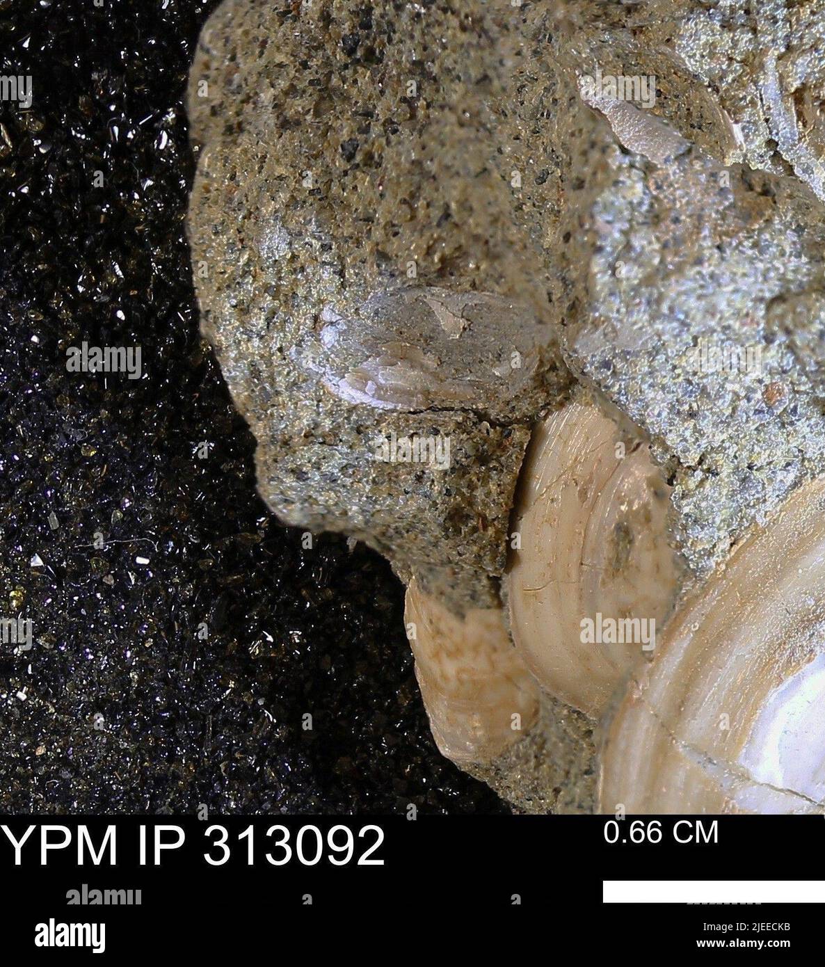 Corbicula sp animalia hi-res stock photography and images - Alamy