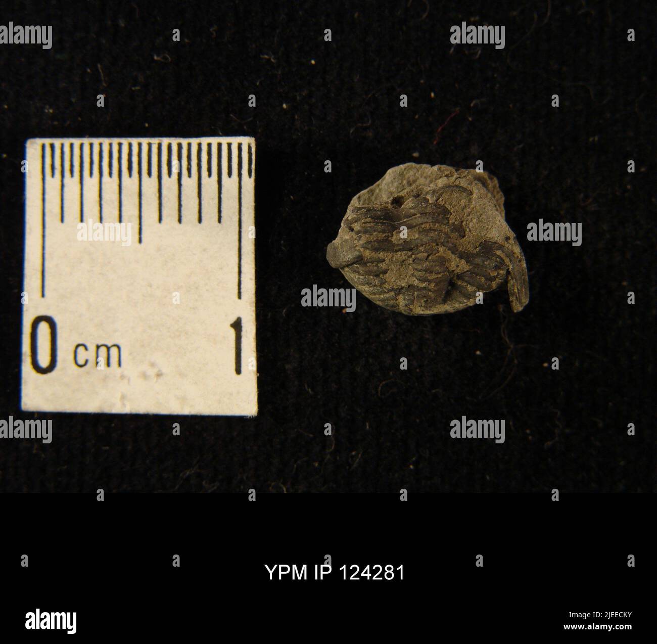 Phacops rana green animalia hi-res stock photography and images - Alamy