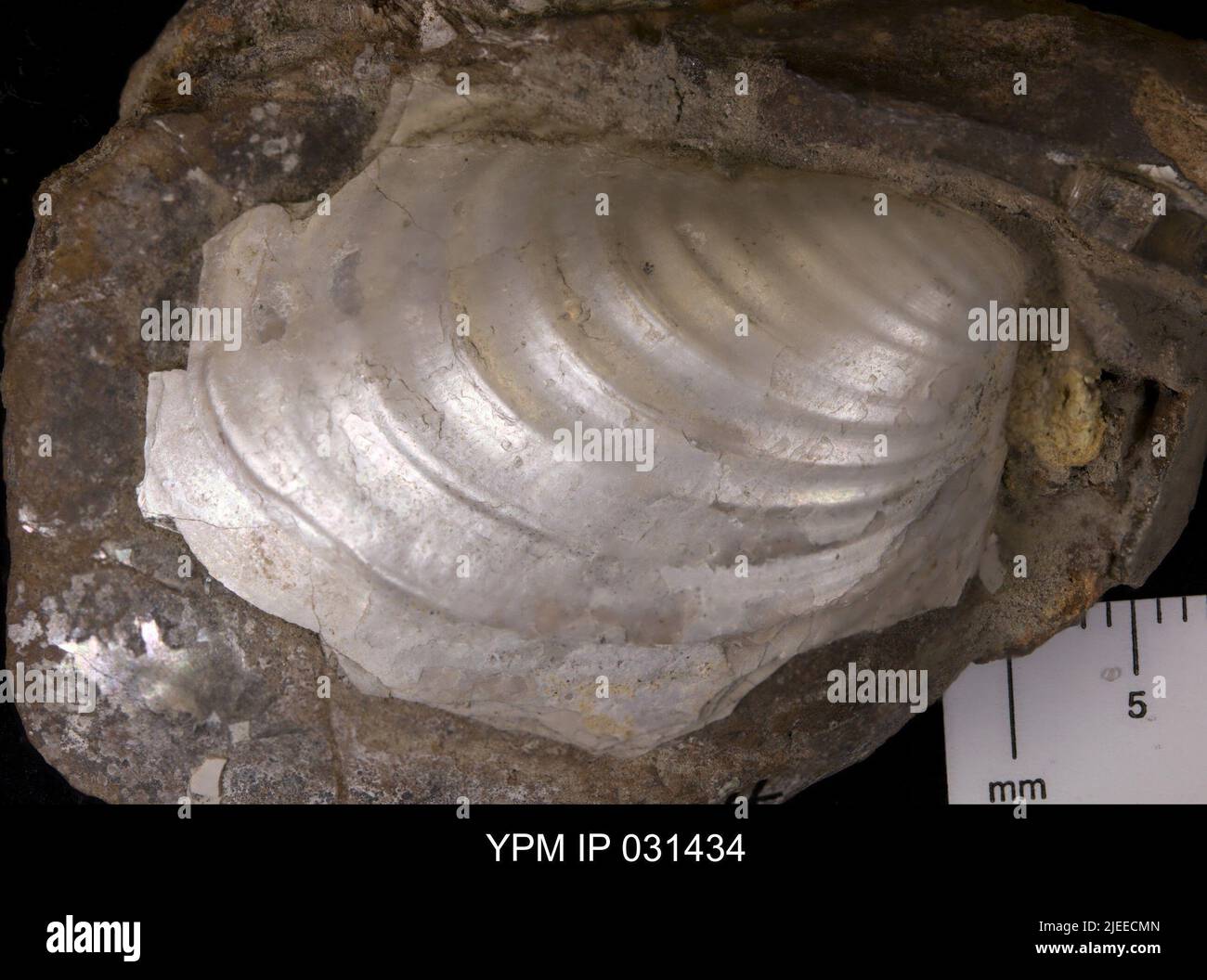 Inoceramus sagensis Owen Stock Photo - Alamy
