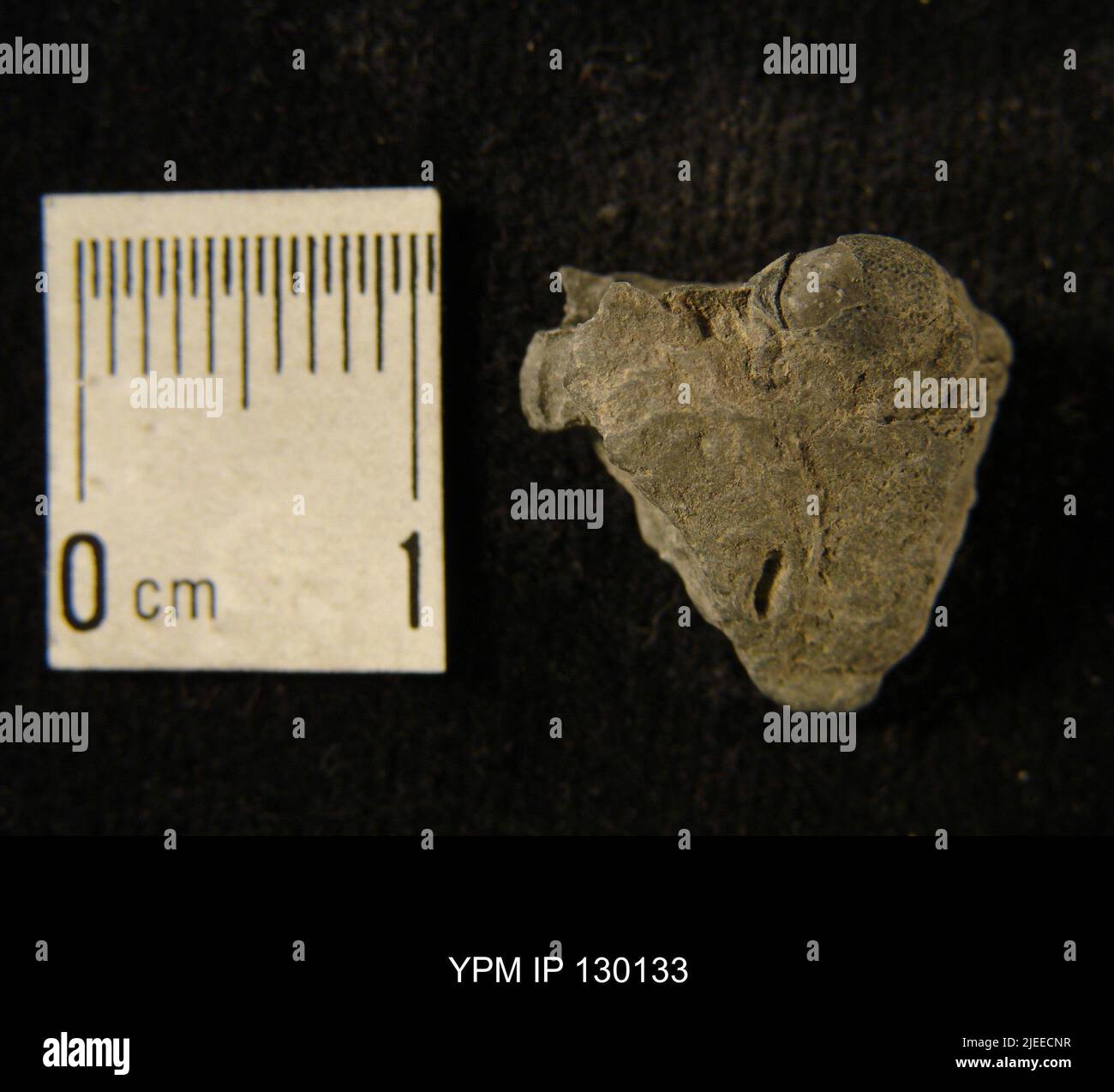 Eldredgeops rana (Green Stock Photo - Alamy