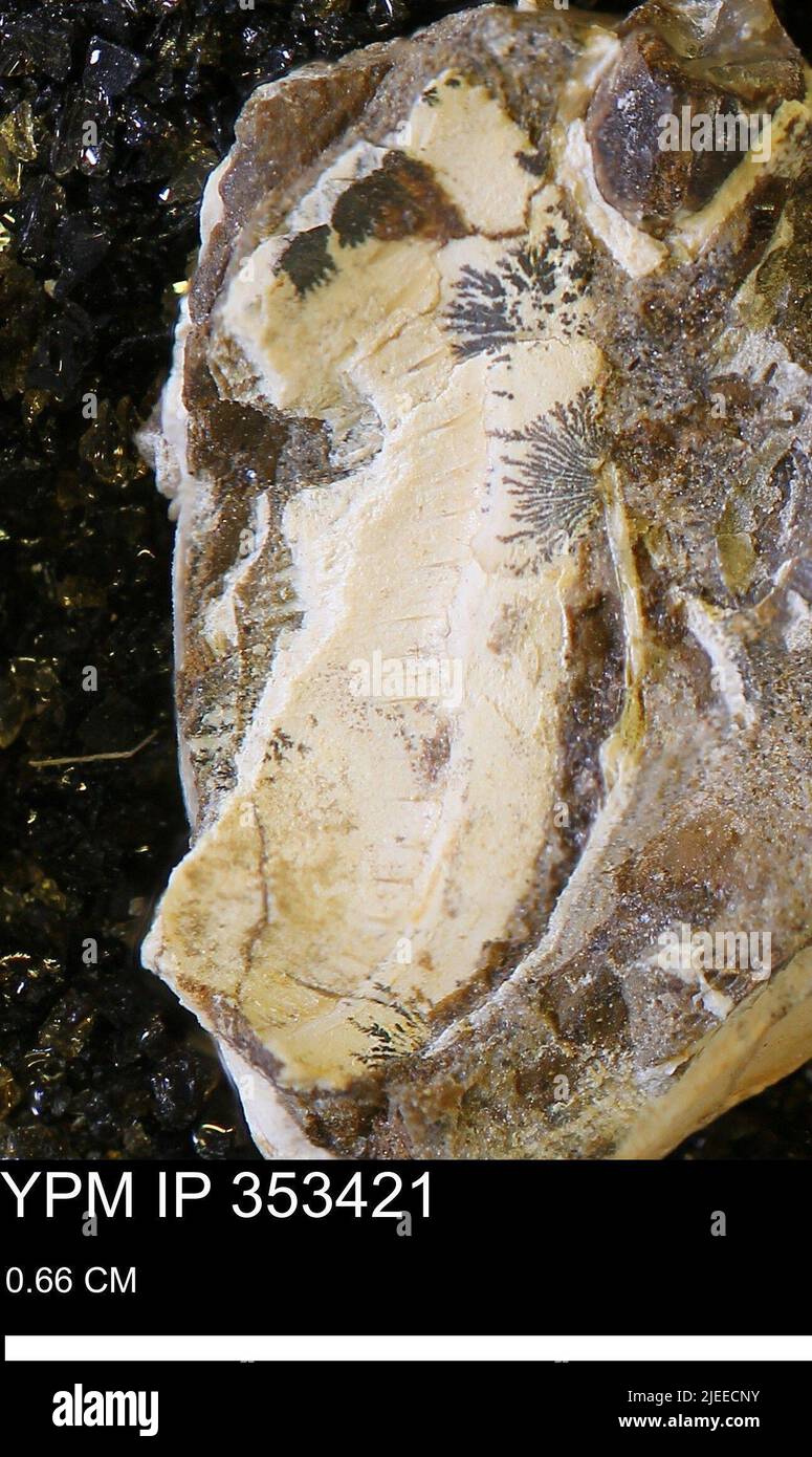 Undet bivalvia animalia hi-res stock photography and images - Alamy
