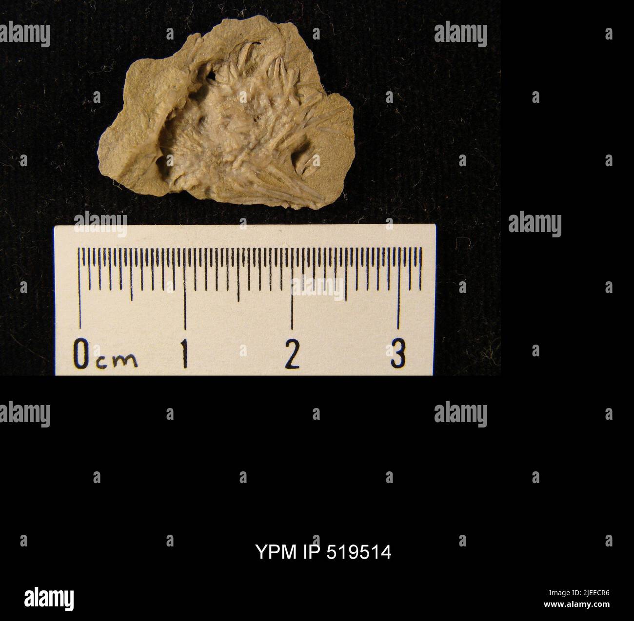 1958 animalia hi-res stock photography and images - Alamy