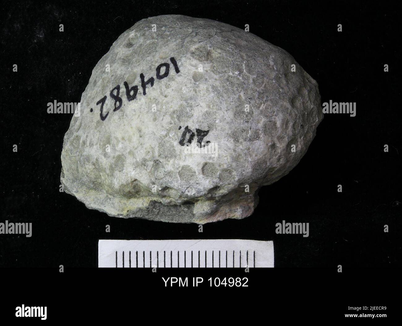 Capax hi-res stock photography and images - Alamy