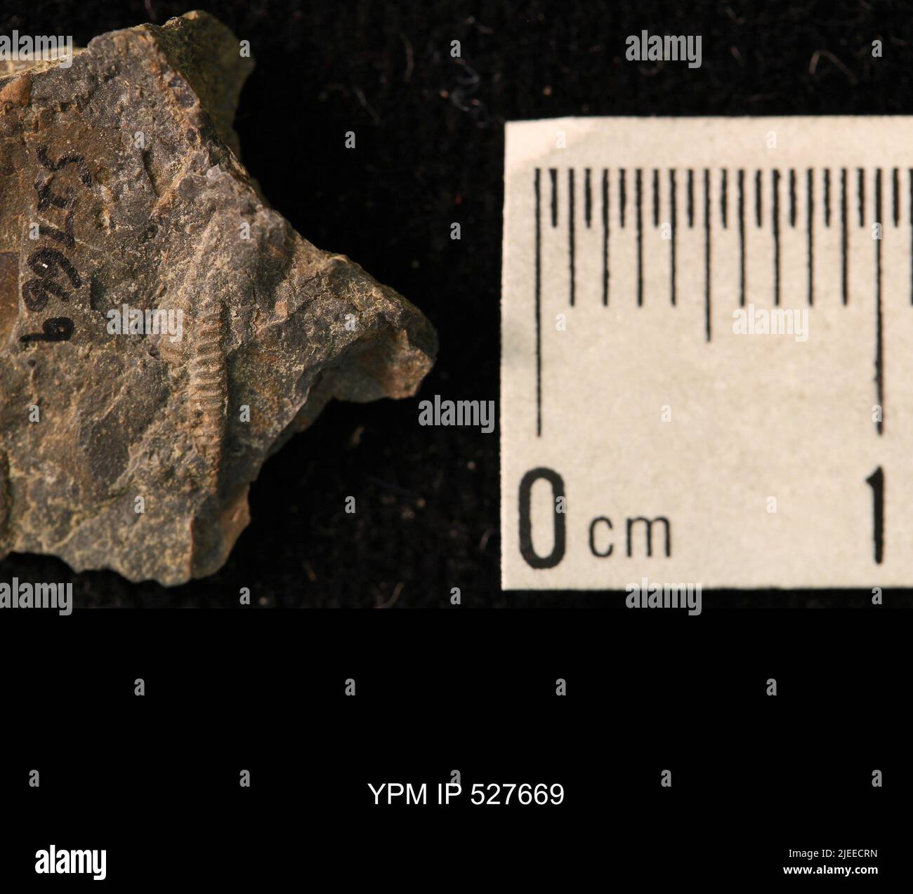 Pentremites sp animalia hi-res stock photography and images - Alamy