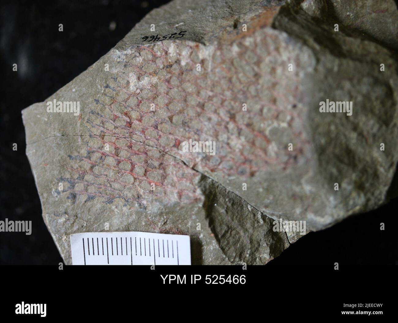 Dendroidea hi-res stock photography and images - Alamy